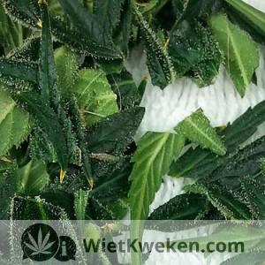 Knipafval wietplant - Wiet kweken voor eigen gebruik - Wietkweken.com