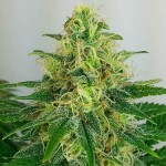 Bloeiperiode, de wietplant in bloei - Wietkweken.com