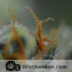 Wiet oogsten - Hoe je wietplant knippen?