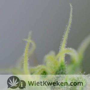 Wiet oogsten - Hoe je wietplant knippen?